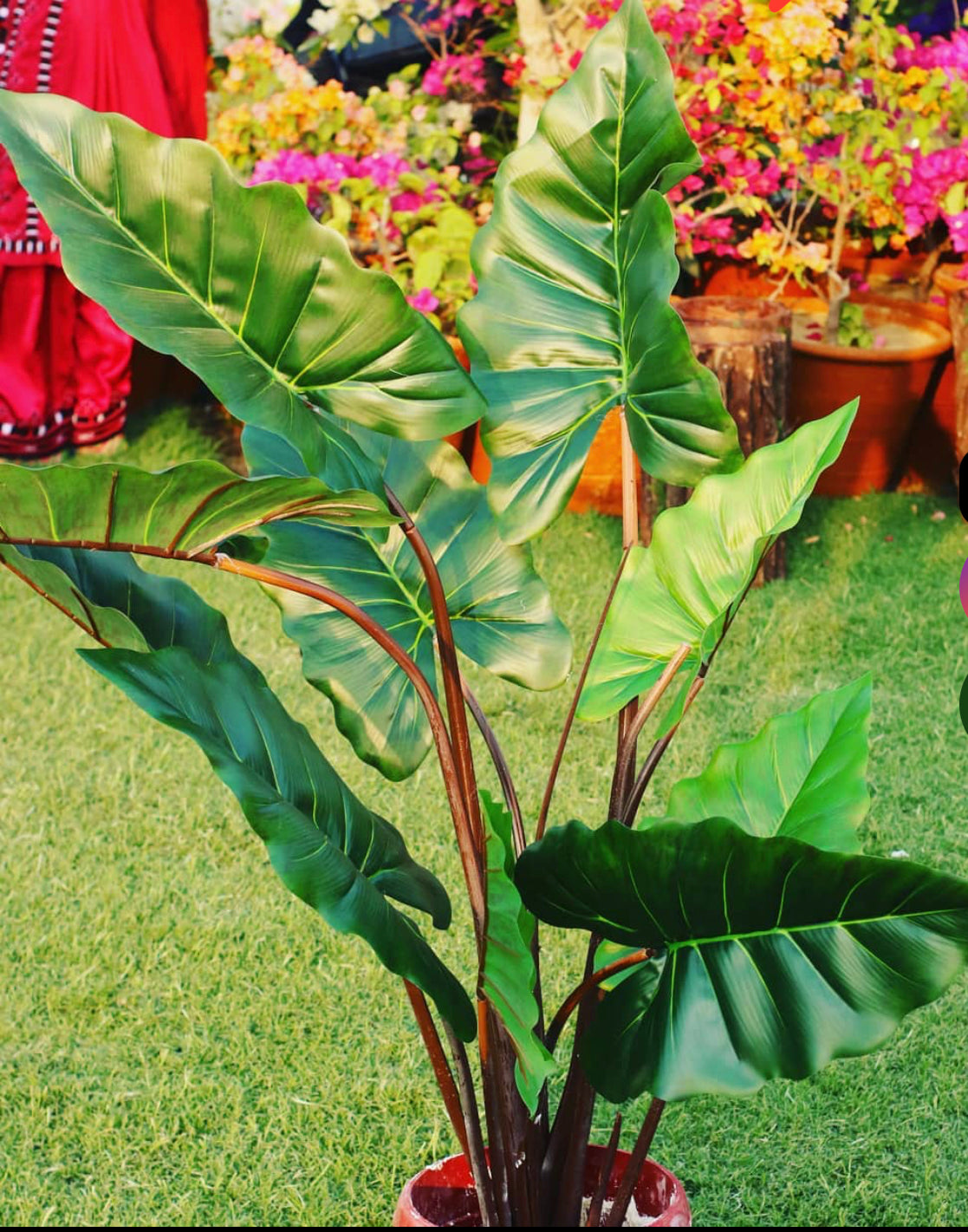 Pan plant – Ferdi Trading .Crop